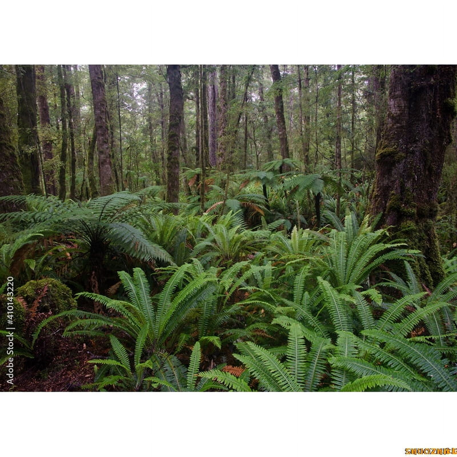 Moss Covered Fall Trees In Gre Coniferous Forest Photography Backdrops ...