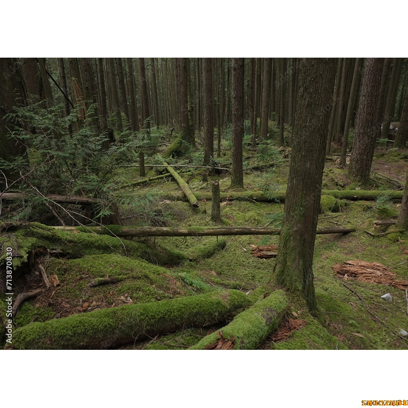Moss Covered Fall Trees In Gre Coniferous Forest Photography Backdrops ...