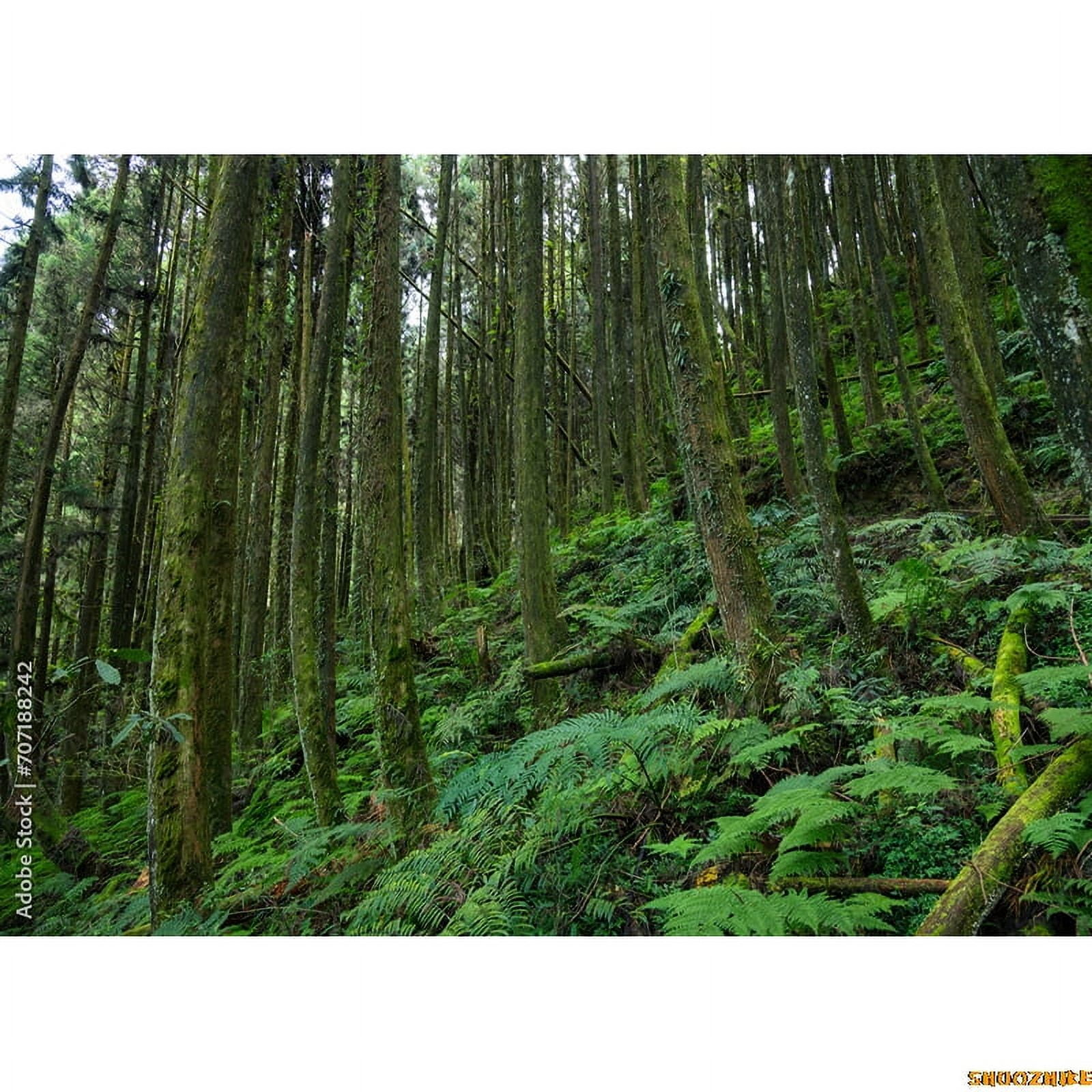 Moss Covered Fall Trees In Gre Coniferous Forest Photography Backdrops ...
