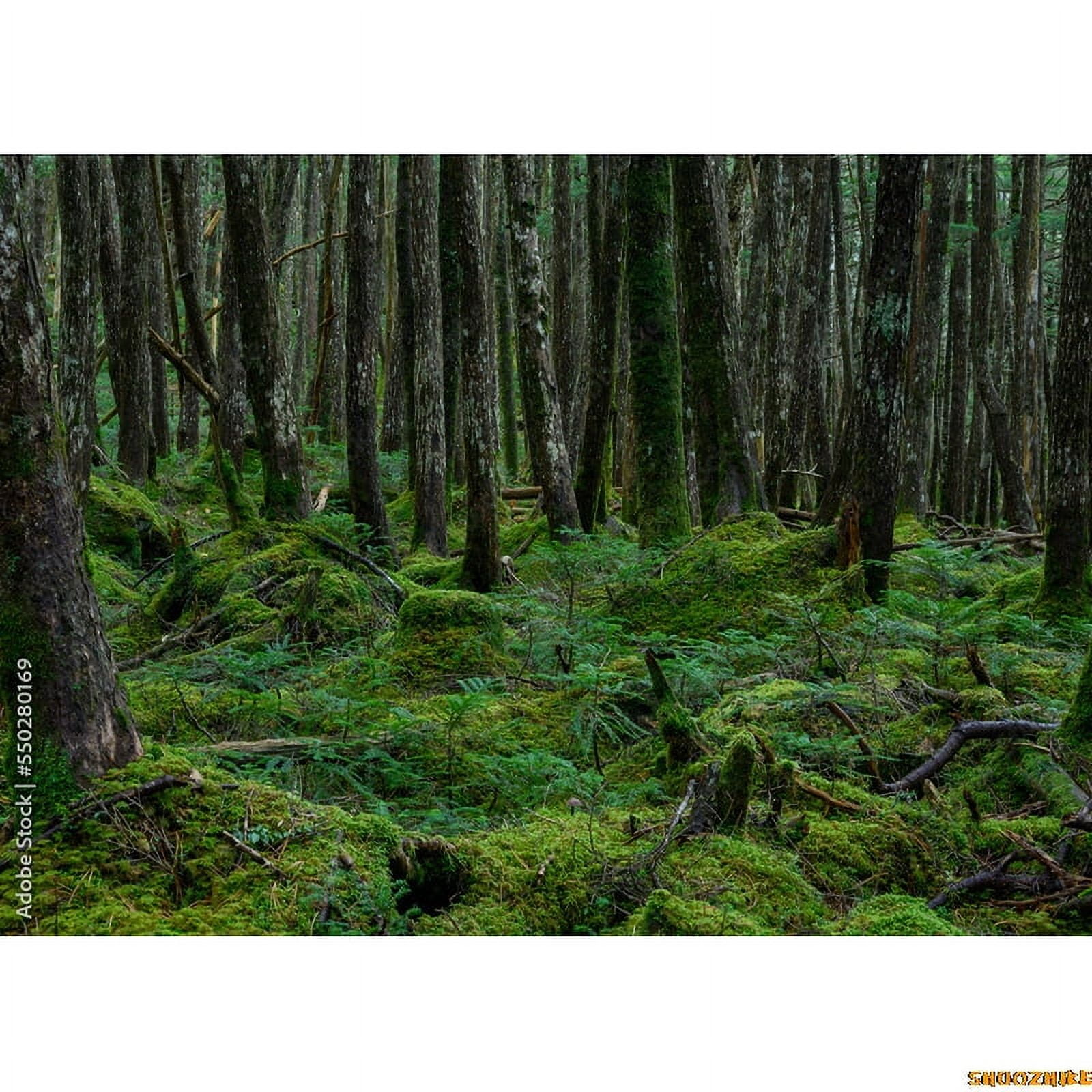 Moss Covered Fall Trees In Gre Coniferous Forest Photography Backdrops ...