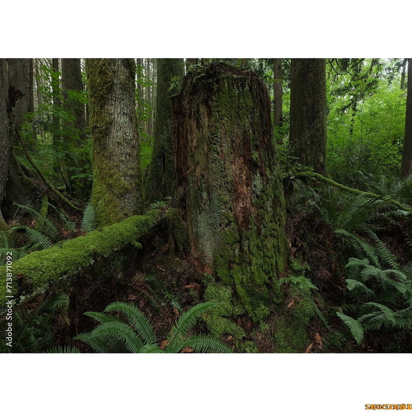Moss Covered Fall Trees In Gre Coniferous Forest Photography Backdrops ...