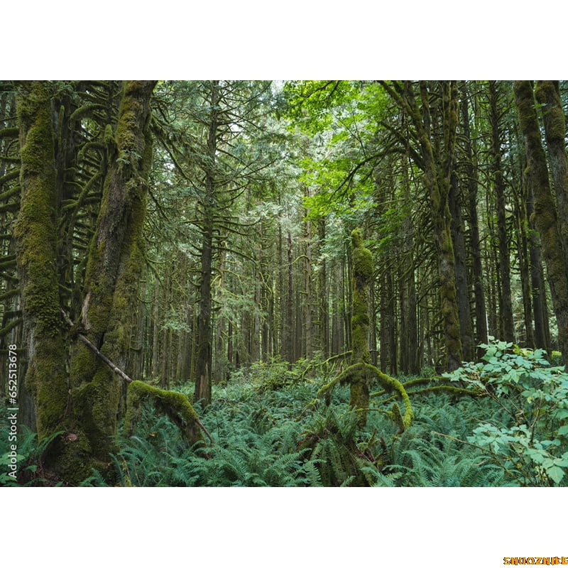 Moss Covered Fall Trees In Gre Coniferous Forest Photography Backdrops ...
