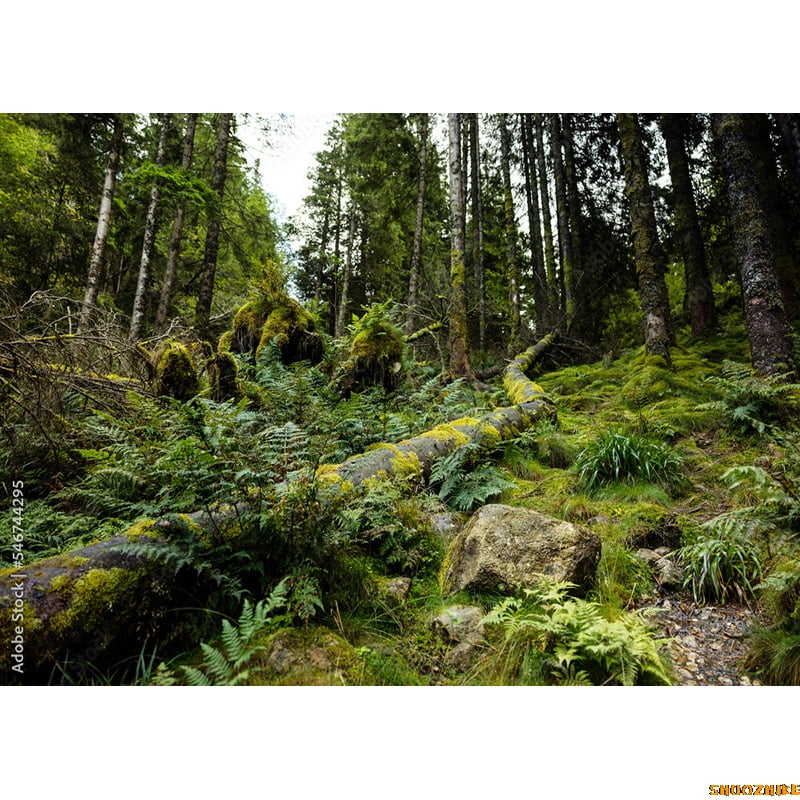 Moss Covered Fall Trees In Gre Coniferous Forest Photography Backdrops ...