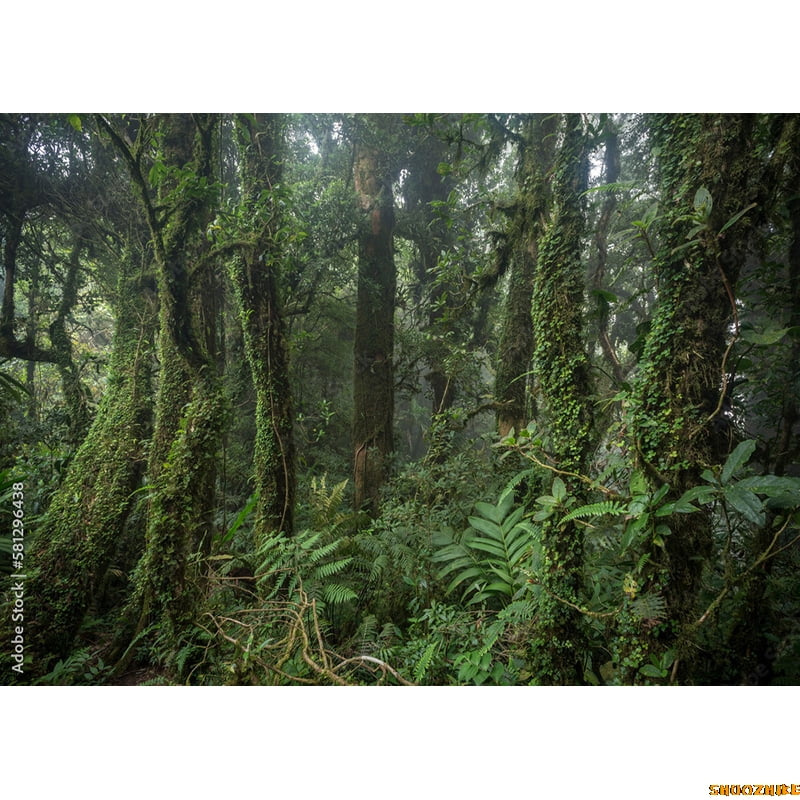 Moss Covered Fall Trees In Gre Coniferous Forest Photography Backdrops ...