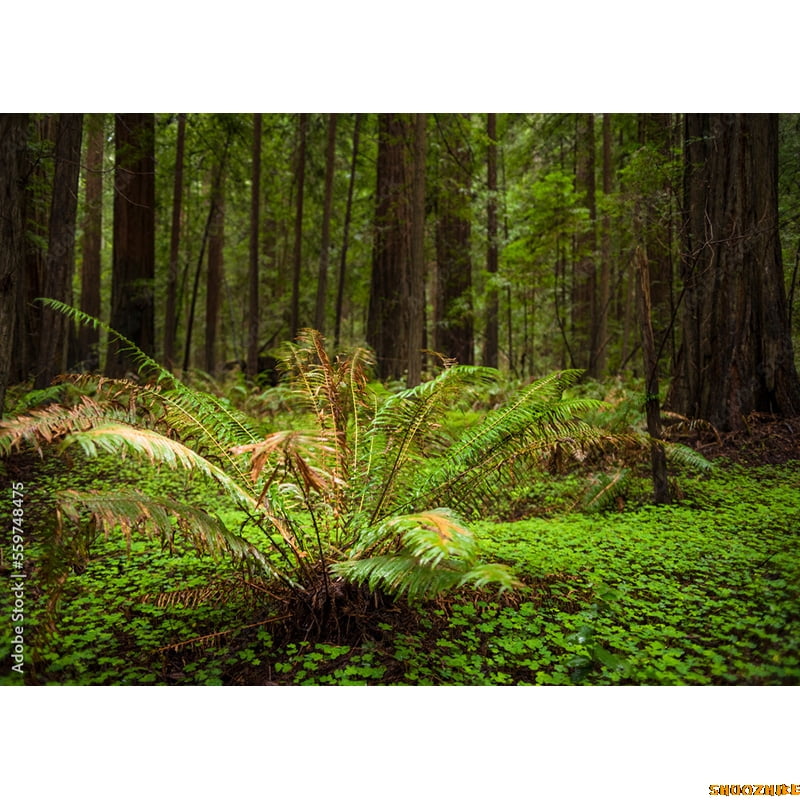 Moss Covered Fall Trees In Gre Coniferous Forest Photography Backdrops ...
