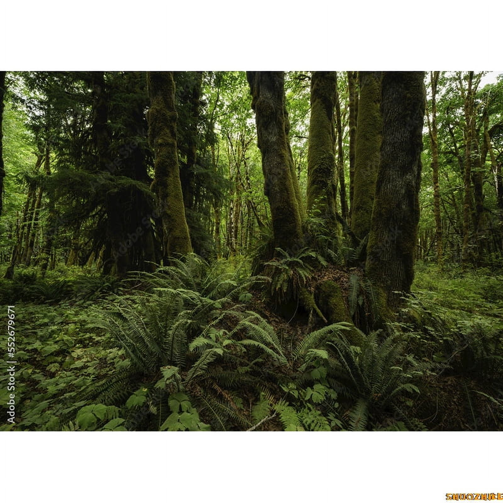 Moss Covered Fall Trees In Gre Coniferous Forest Photography Backdrops ...