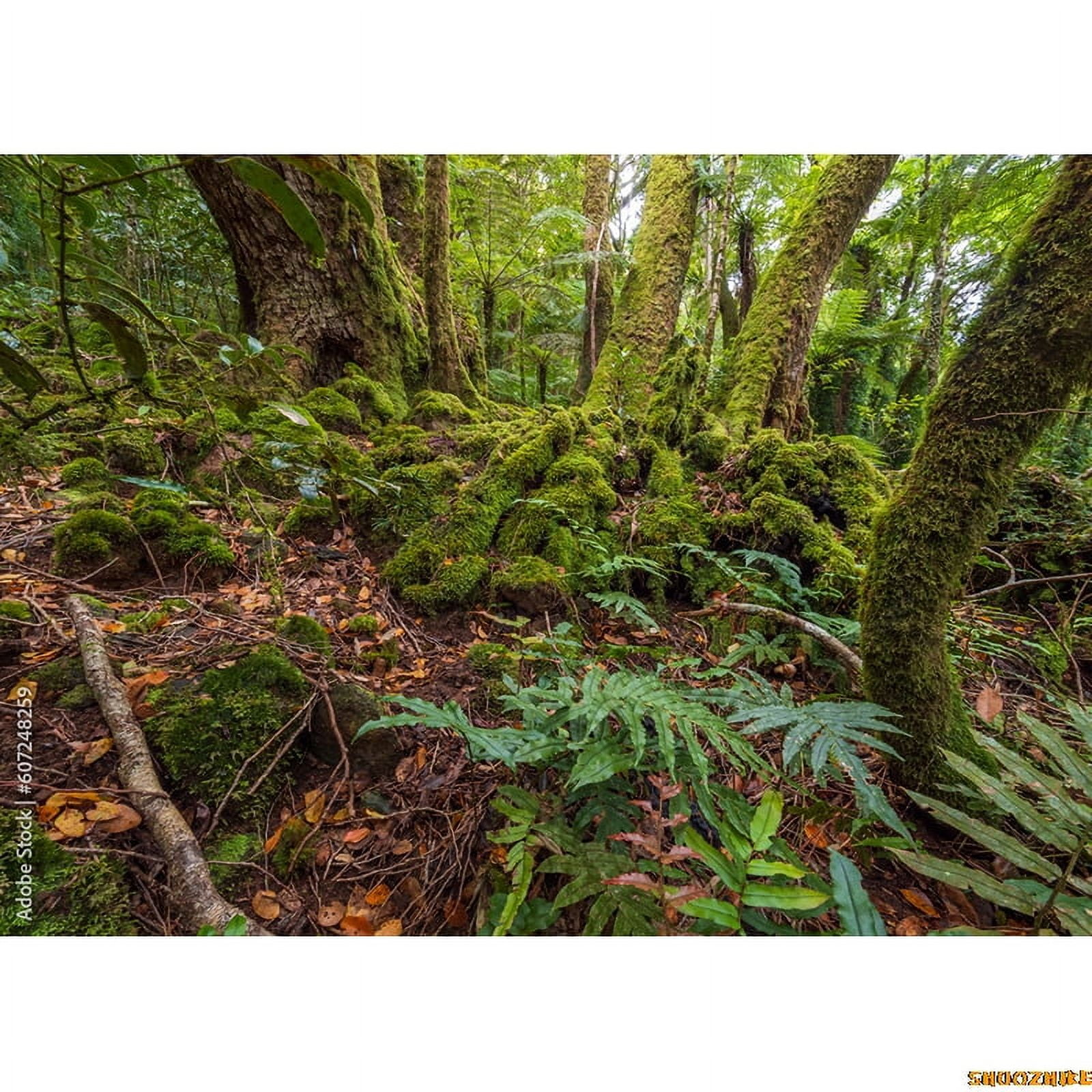 Moss Covered Fall Trees In Gre Coniferous Forest Photography Backdrops ...