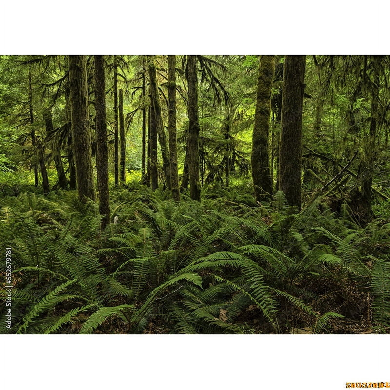 Moss Covered Fall Trees In Gre Coniferous Forest Photography Backdrops Prop Tropical Nature ...