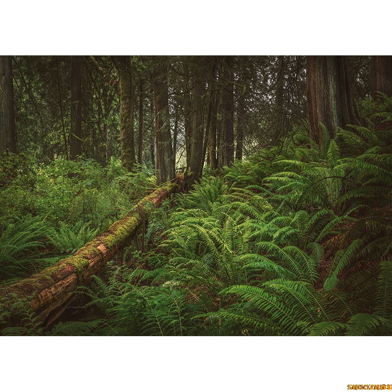 Moss Covered Fall Trees In Gre Coniferous Forest Photography Backdrops ...