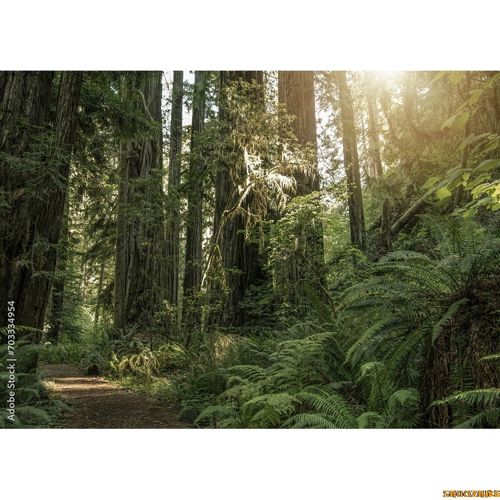 Moss Covered Fall Trees In Gre Coniferous Forest Photography Backdrops ...