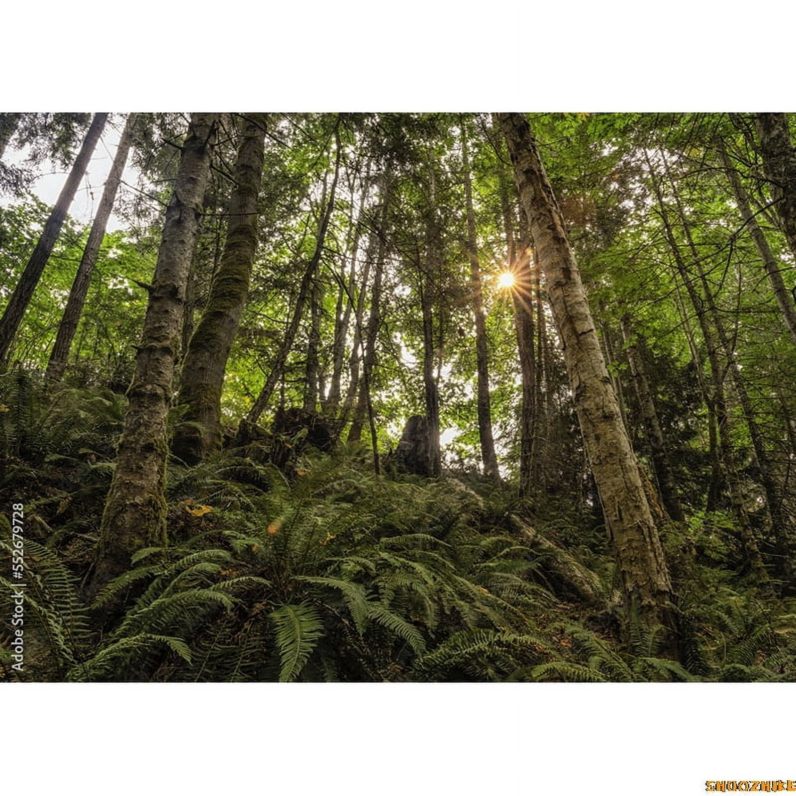 Moss Covered Fall Trees In Gre Coniferous Forest Photography Backdrops ...