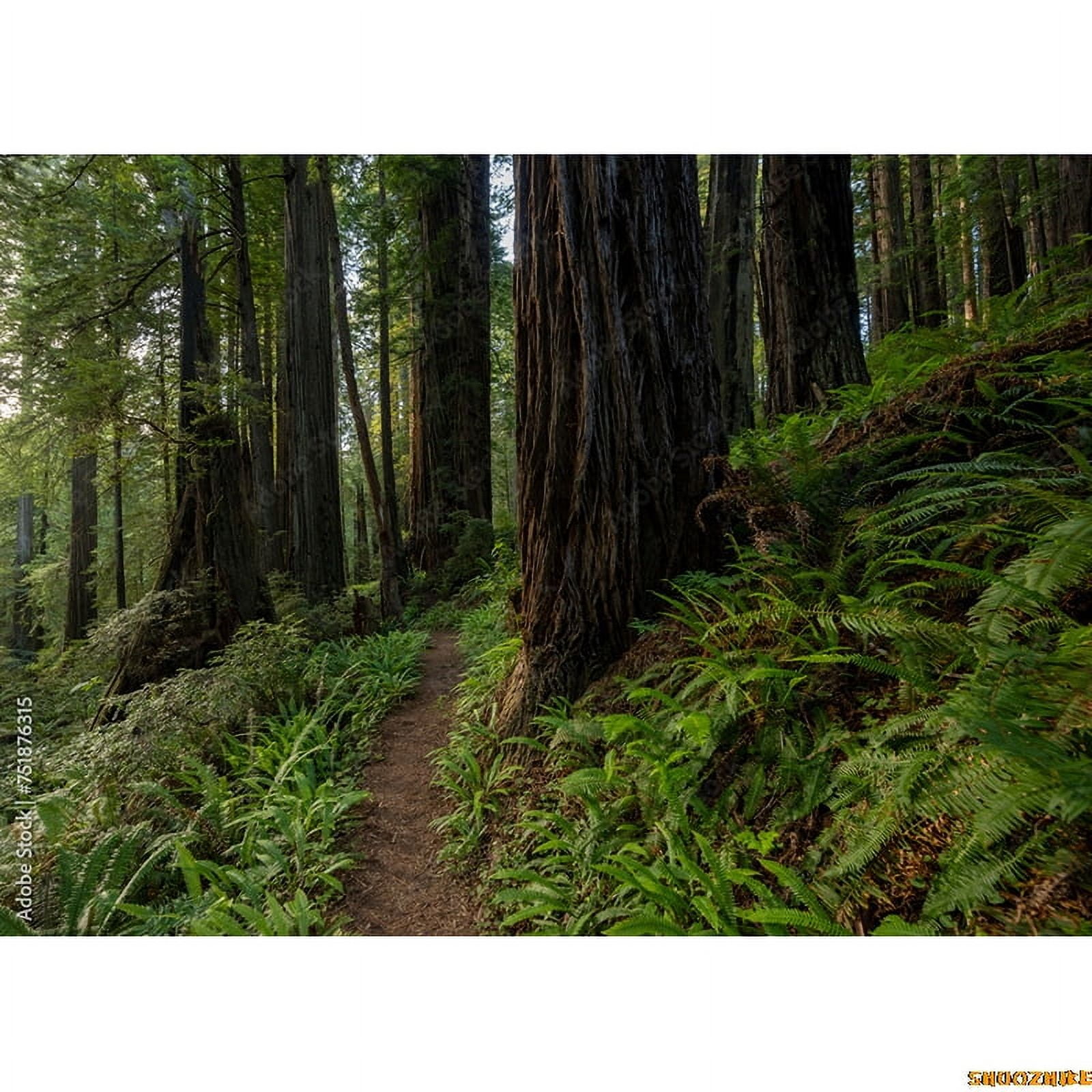 Moss Covered Fall Trees In Gre Coniferous Forest Photography Backdrops ...