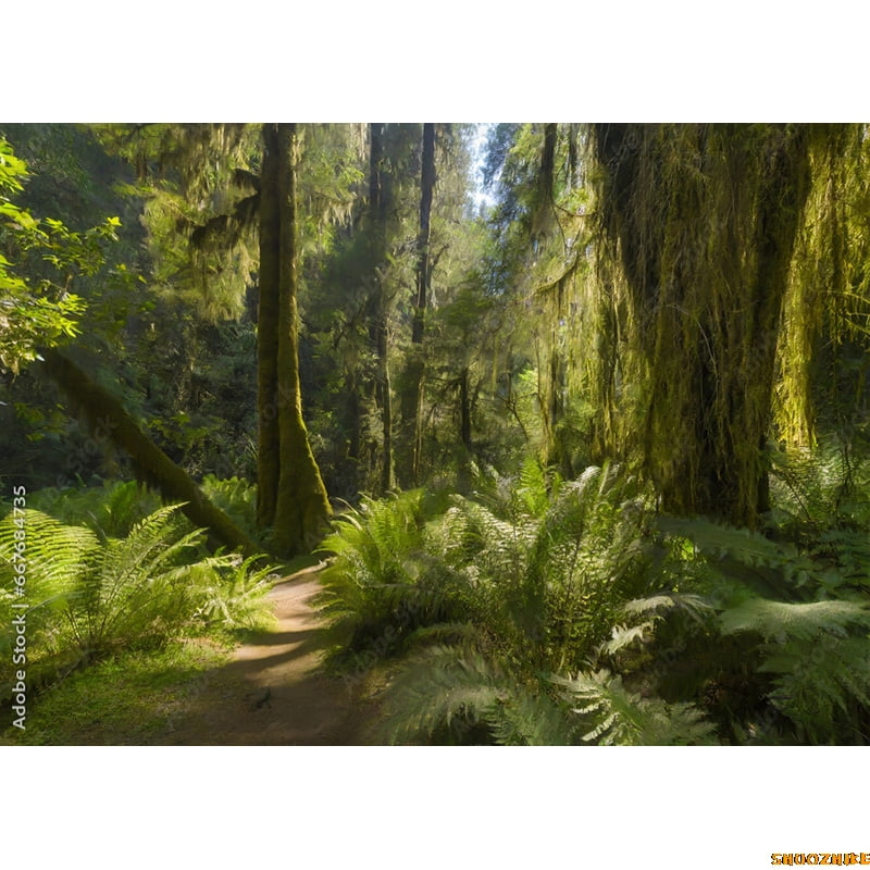 Moss Covered Fall Trees In Gre Coniferous Forest Photography Backdrops ...