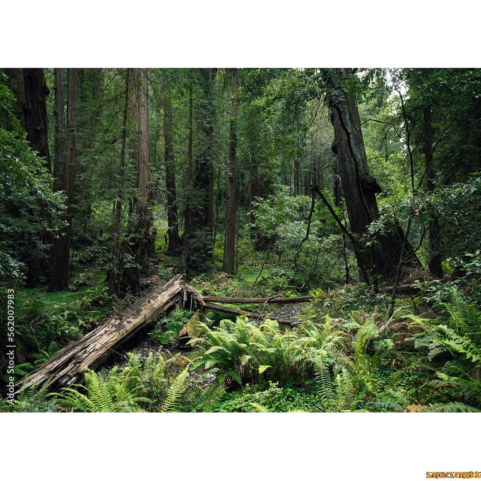 Moss Covered Fall Trees In Gre Coniferous Forest Photography Backdrops ...