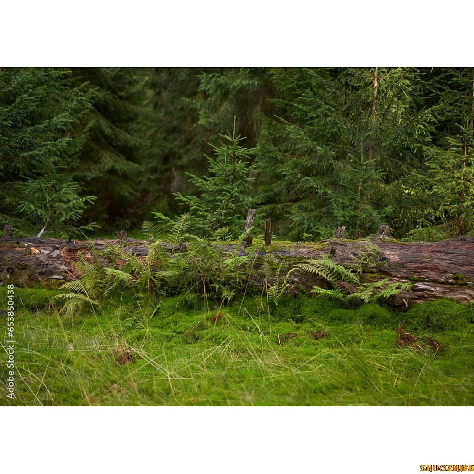 Moss Covered Fall Trees In Gre Coniferous Forest Photography Backdrops ...