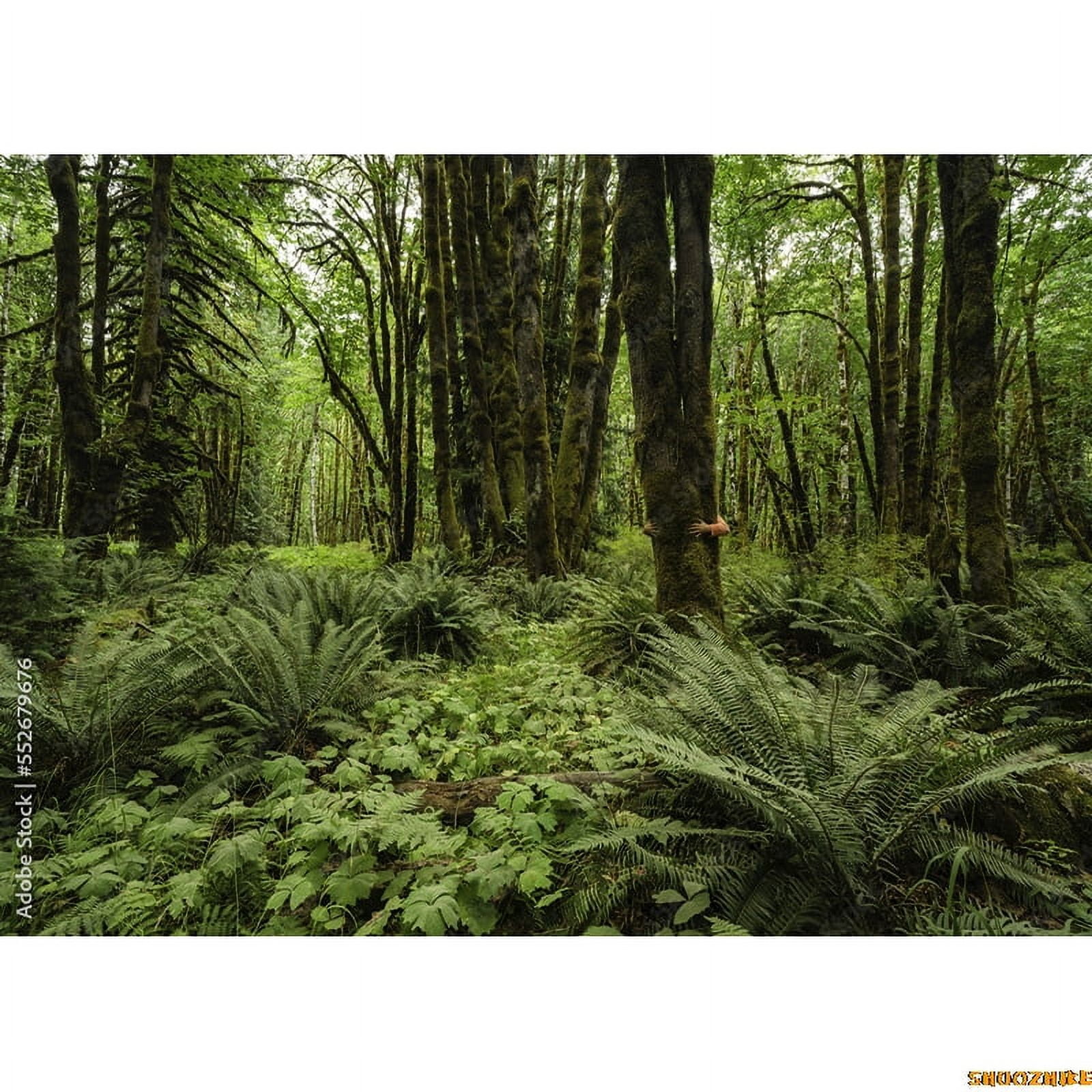 Moss Covered Fall Trees In Gre Coniferous Forest Photography Backdrops ...
