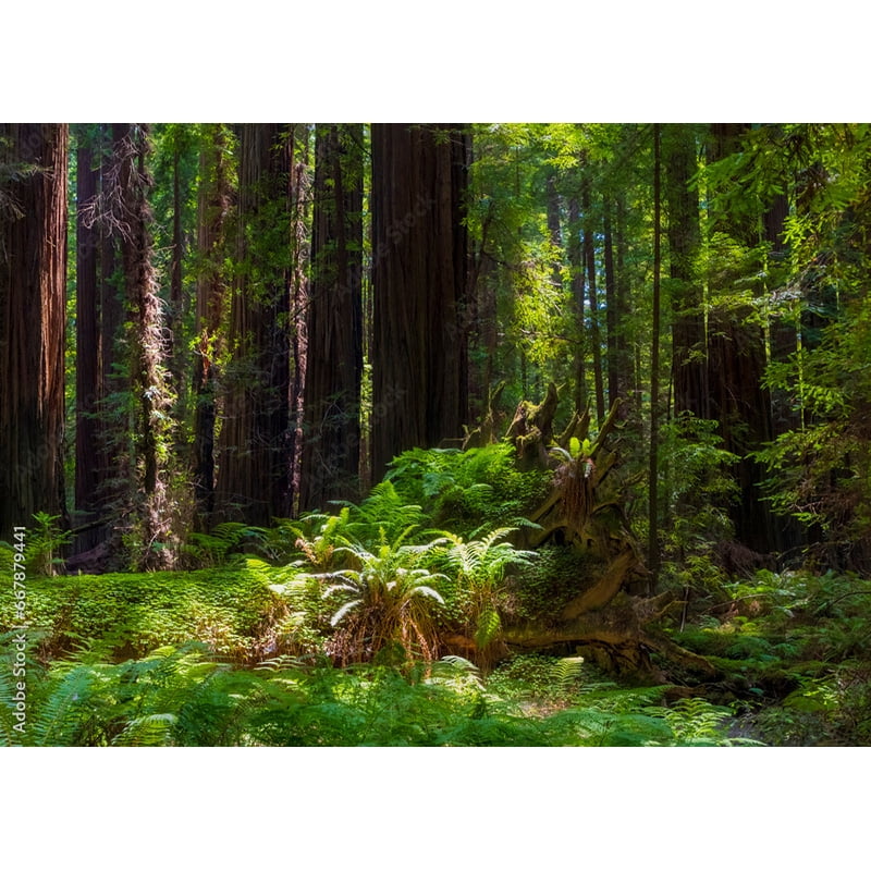 Moss Covered Fallen Trees In Green Coniferous Forest Photography ...