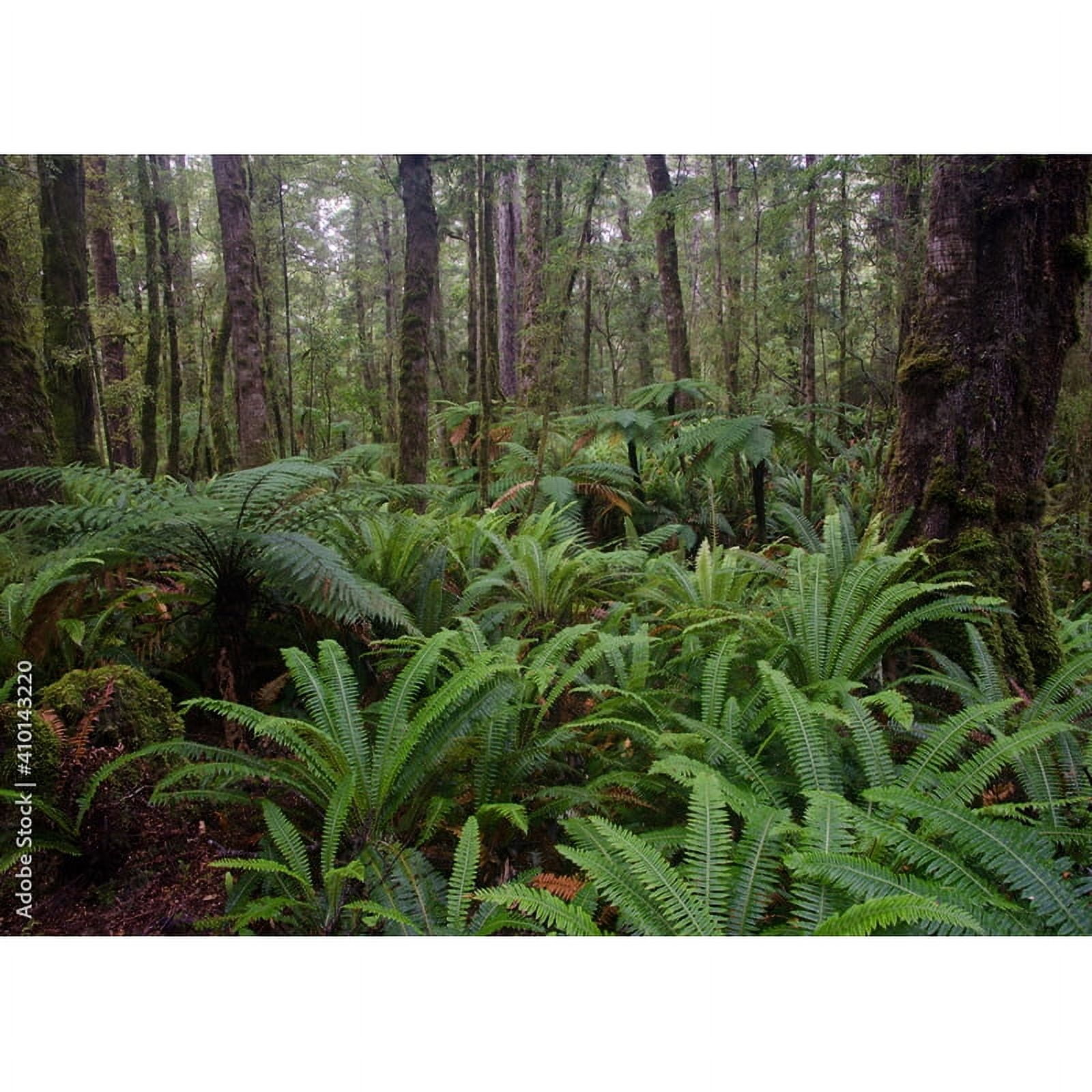 Moss Covered Fallen Trees In Green Coniferous Forest Photography ...