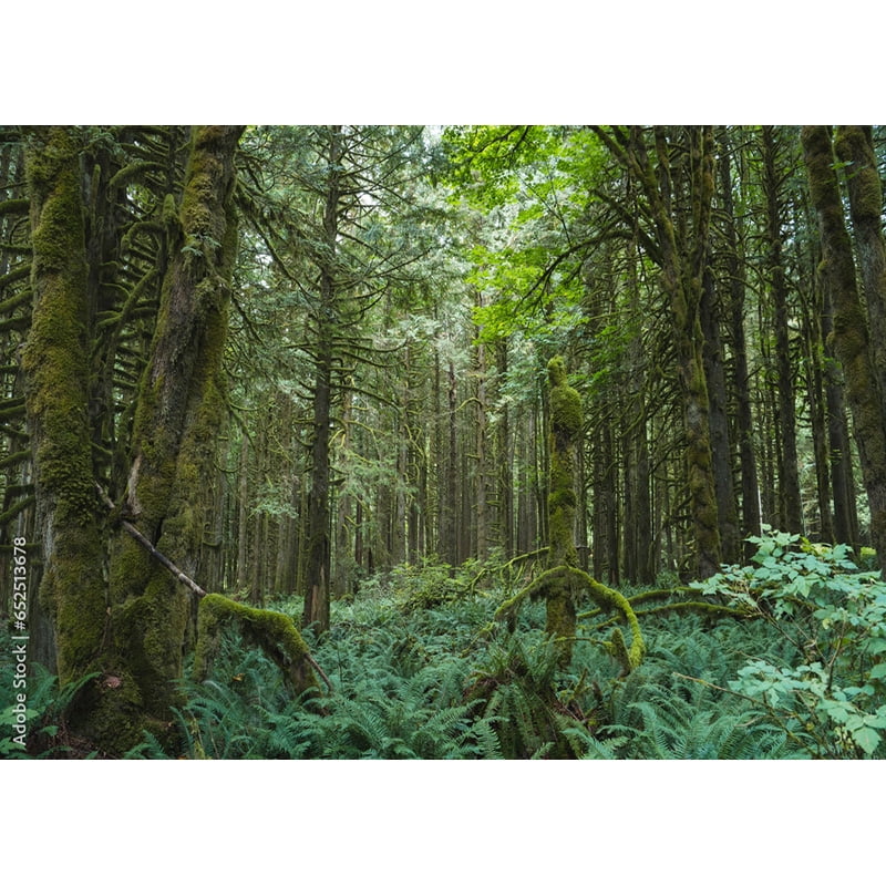 Moss Covered Fallen Trees In Green Coniferous Forest Photography Backdrops Prop Tropical Nature ...