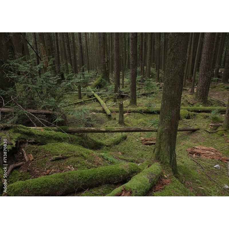 Moss Covered Fallen Trees In Green Coniferous Forest Photography ...