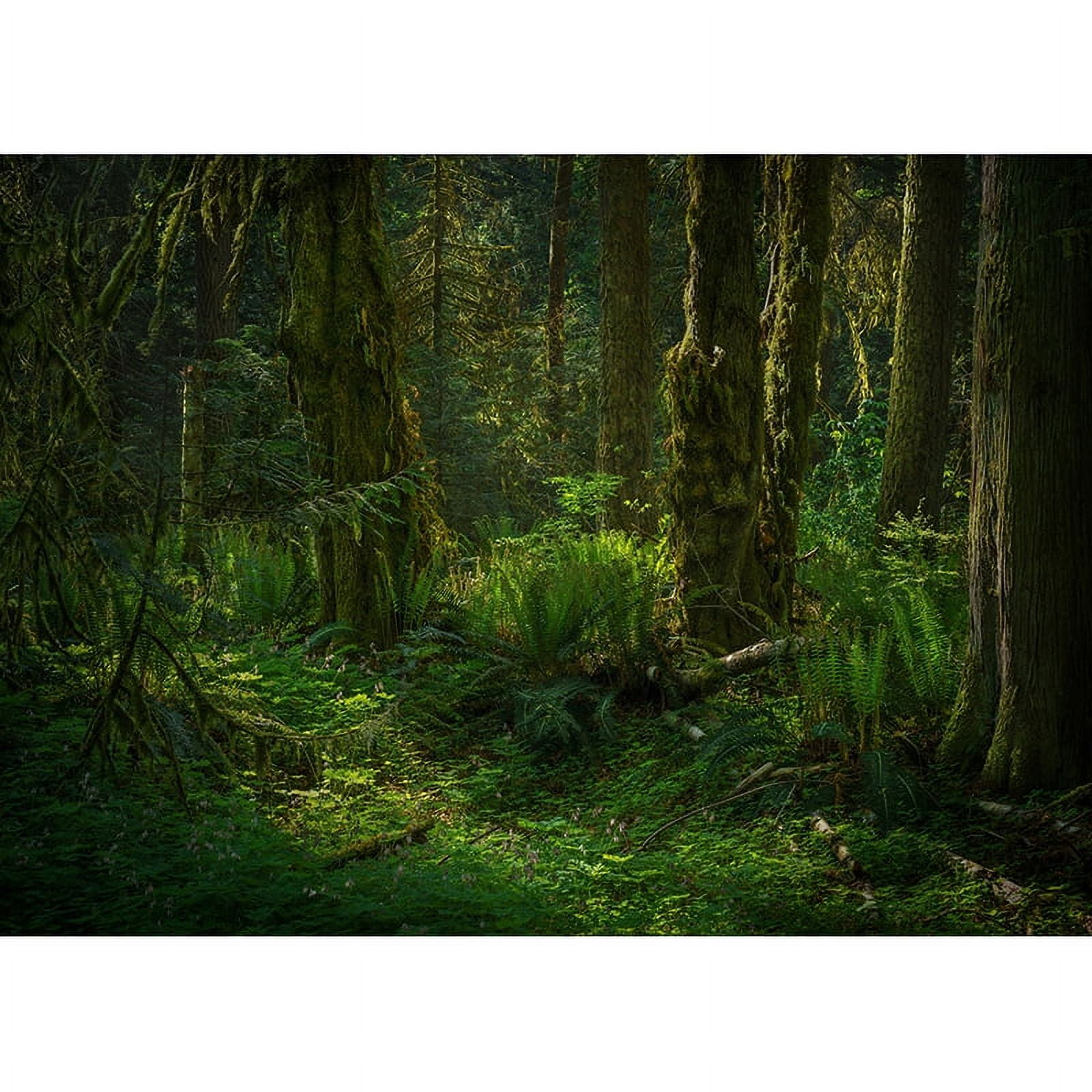 Moss Covered Fallen Trees In Green Coniferous Forest Photography ...