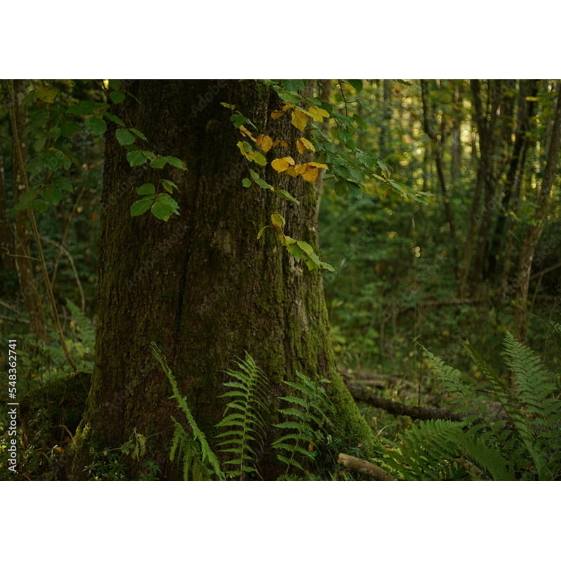Moss Covered Fallen Trees In Green Coniferous Forest Photography ...