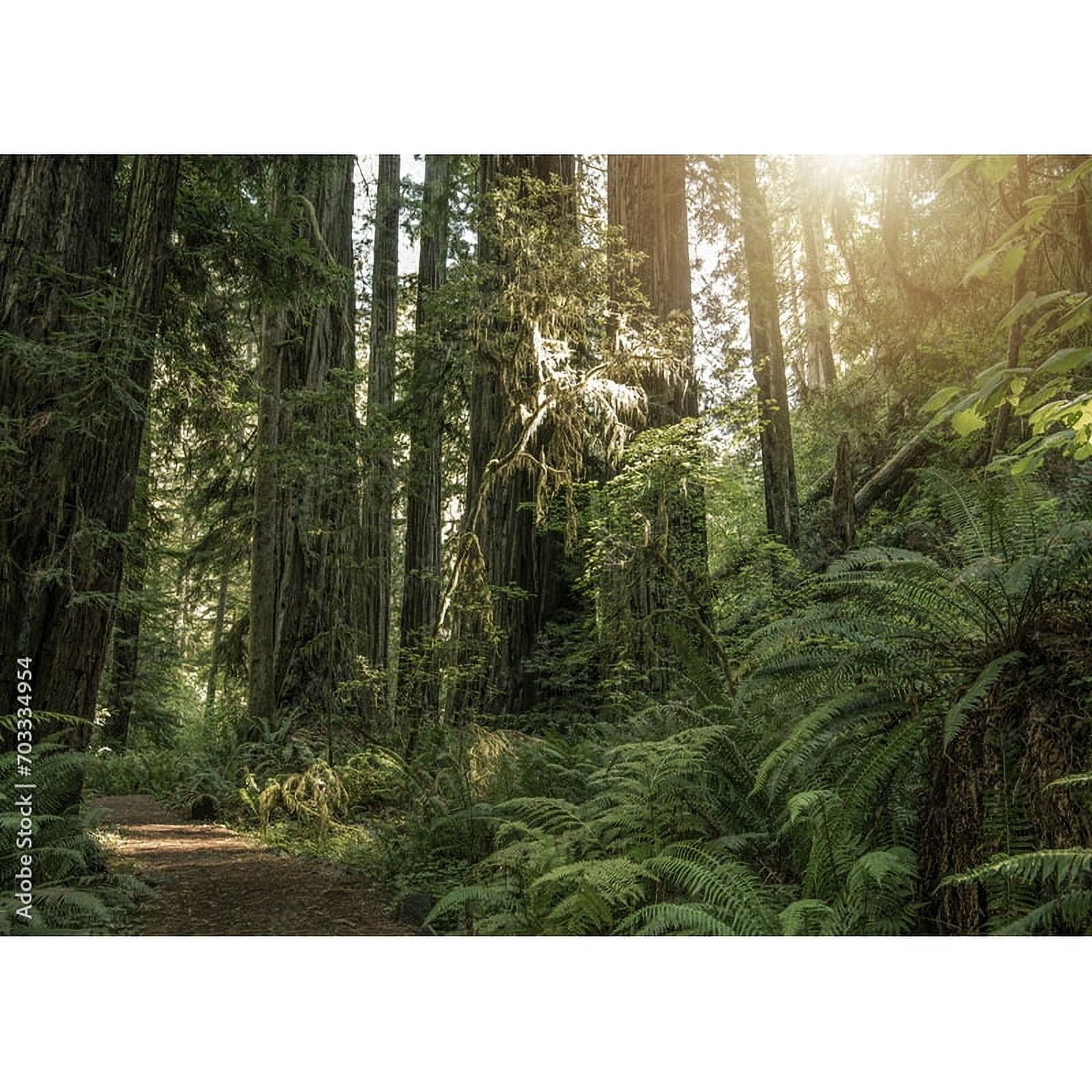 Moss Covered Fallen Trees In Green Coniferous Forest Photography ...