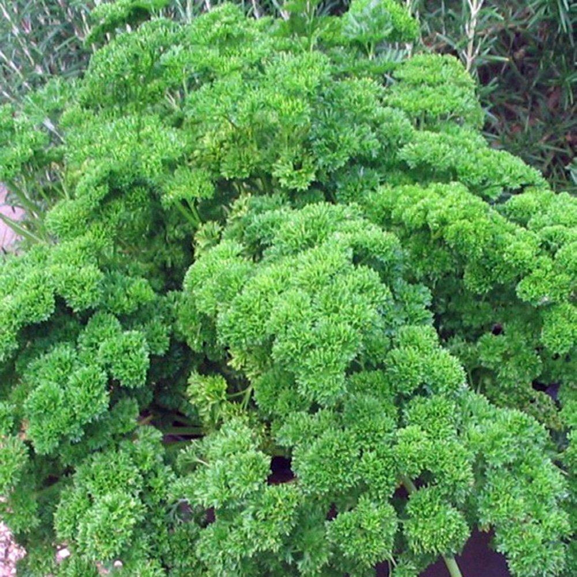 Moss Curled Parsley Herb Seeds - 200 Count Seed Pack - Non GMO - A Dense Rosette of Rich Green ...