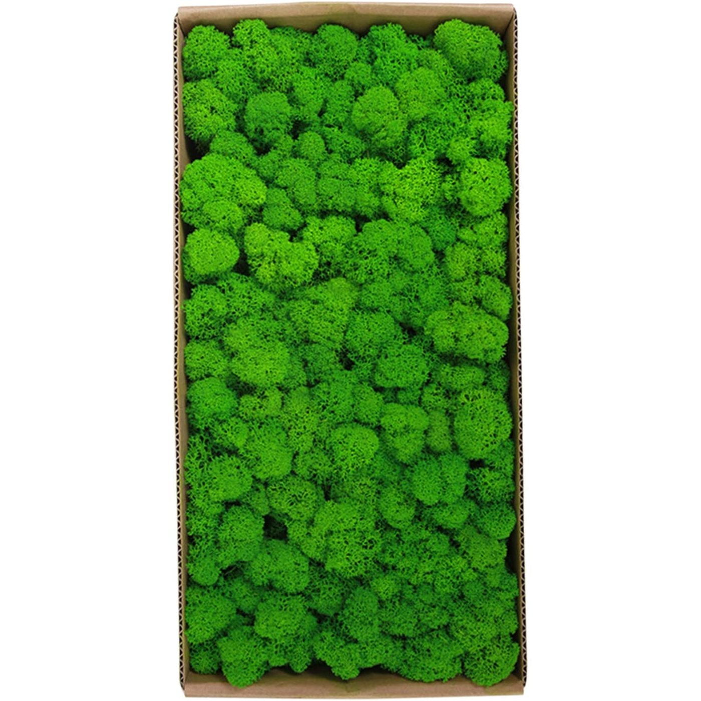 Moss - Natural Green Leucobryum Glaucum Moss - No Smell & No Color Loss ...