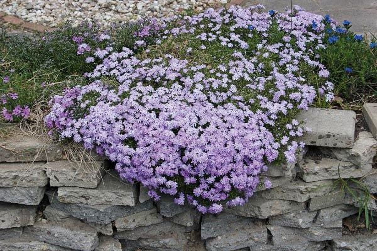 Moss Phlox 'Emerald Blue' - Live Starter Plant - Walmart.com