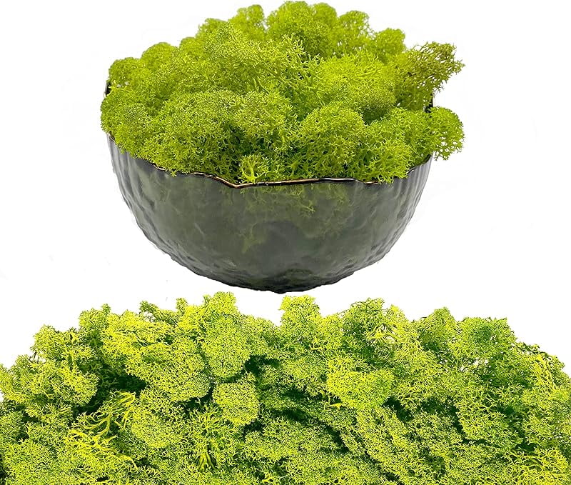 Moss Preserved Artificial Moss 8.8 oz Natural Fresh Green Moss for ...