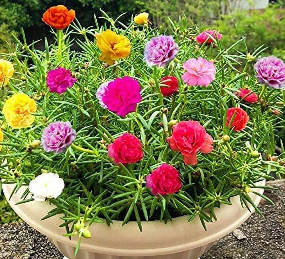 Moss Rose Seeds for Outdoor Annual Planting - ‘Portulaca Grandiflora ...