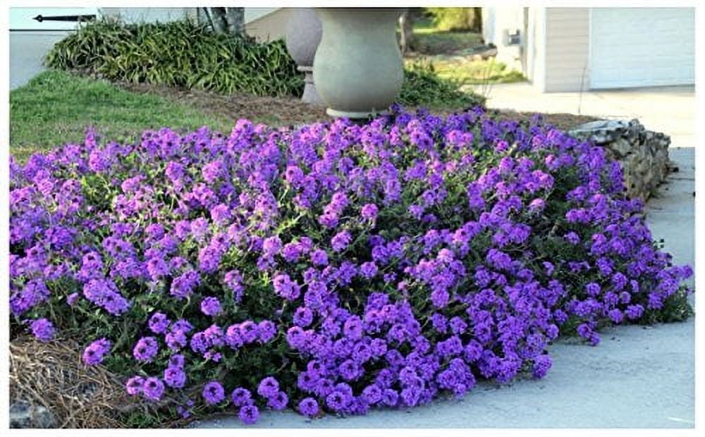 KVITER Moss Verbena, 50+ Groundcover Seeds, Creeping Perennial, Purple ...
