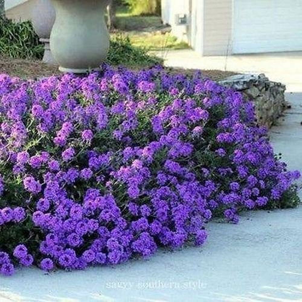 Moss Verbena Ground Cover Seeds (Verbena Tenuisecta) 200+Seeds ...