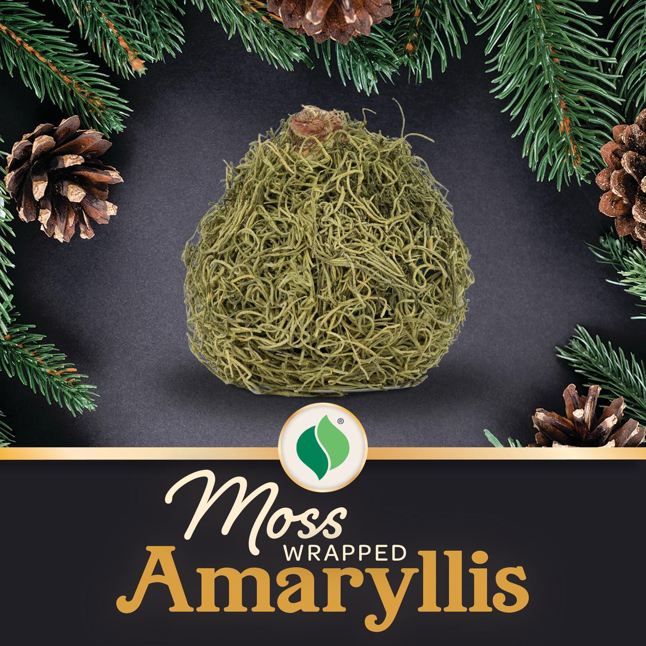 Moss Wrapped Amaryllis - Walmart.com