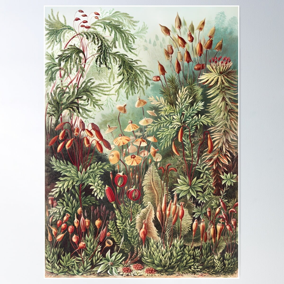 Mosses - Ernst Haeckel Poster Wall Art, Modern Wall Decor For Living ...