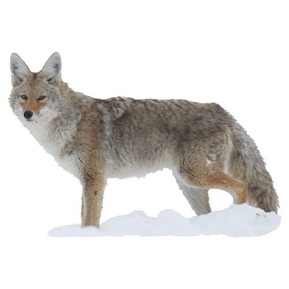 Coyote Side View - Cutout - Walmart.com