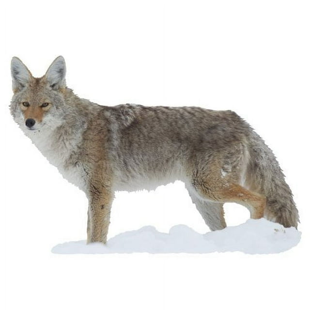 Coyote Side View - Cutout - Walmart.com
