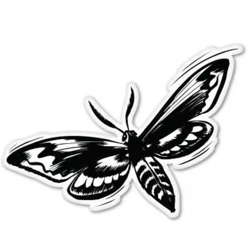 Moth Insect Bug Nature Car Sticker Phone Decal Water Bottle Stickers ...