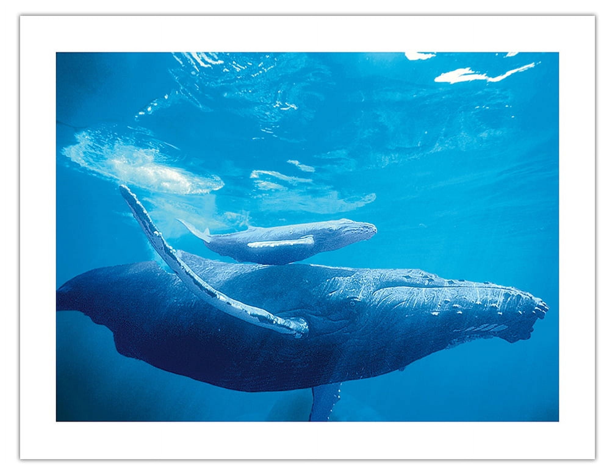 Mother and Calf - Hawaiian Humpback Whales (Koholā) - From an Original ...