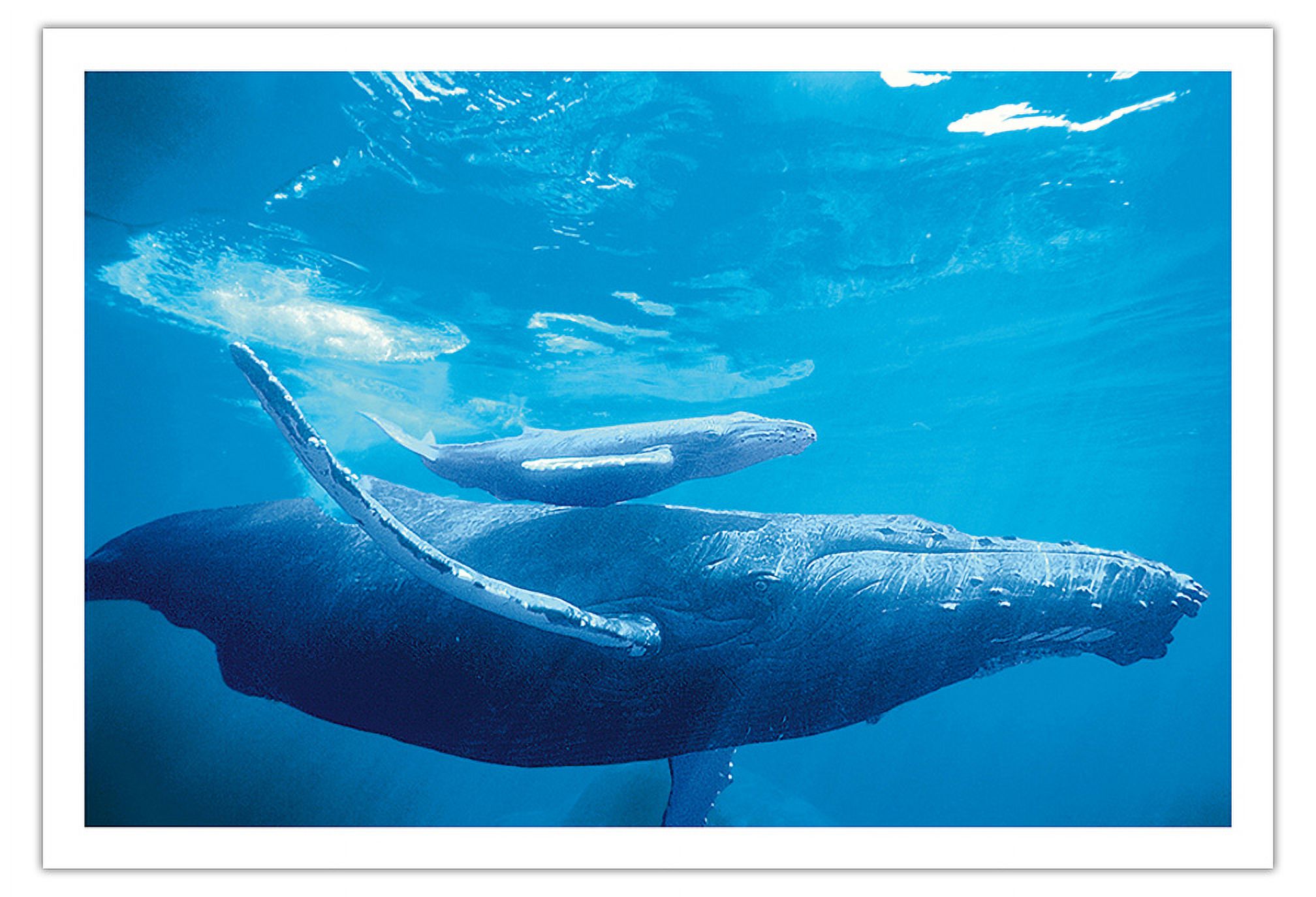 Mother and Calf - Hawaiian Humpback Whales (Koholā) - From an Original ...