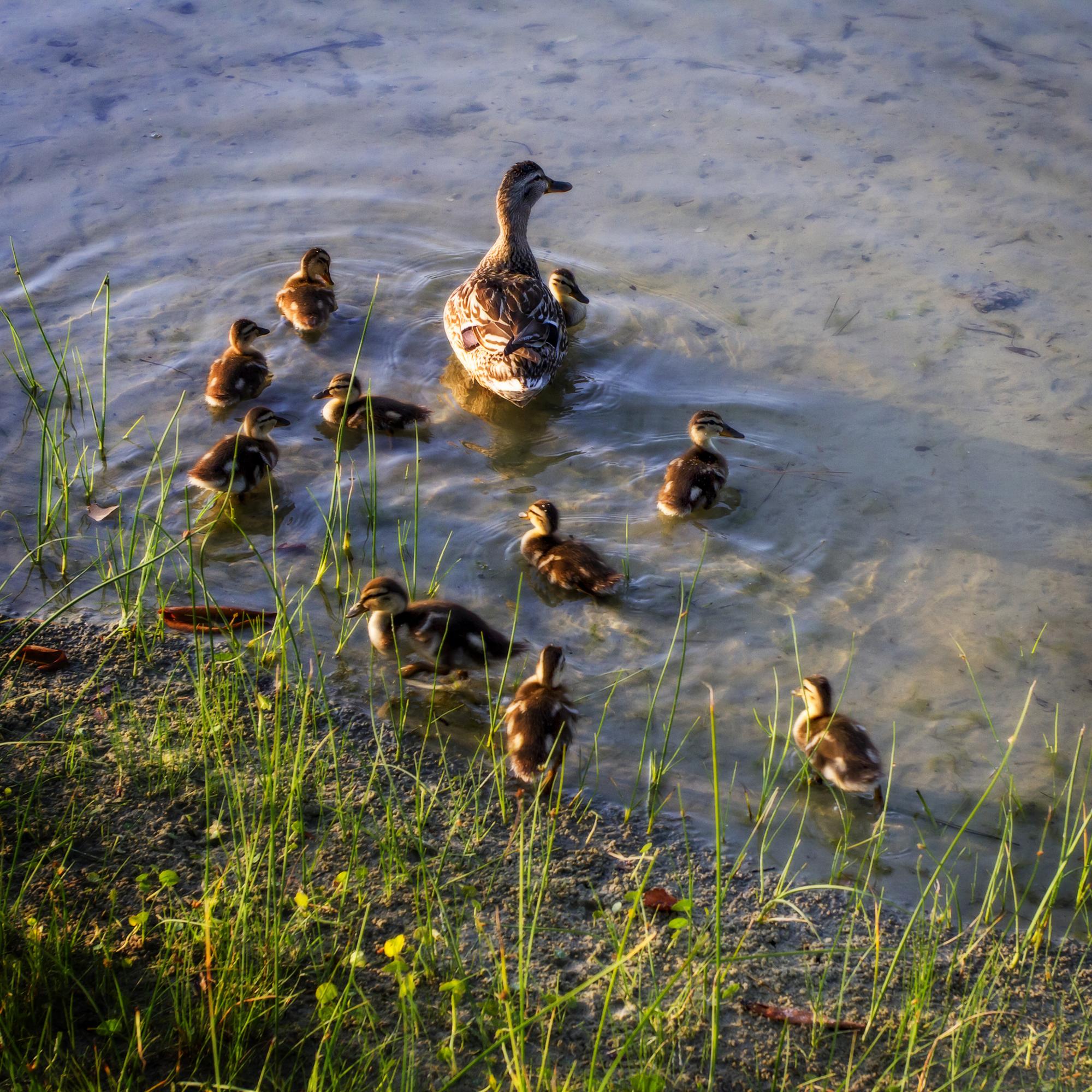 Art.com Mother Duck and Family II Photographic Print by Alan ...
