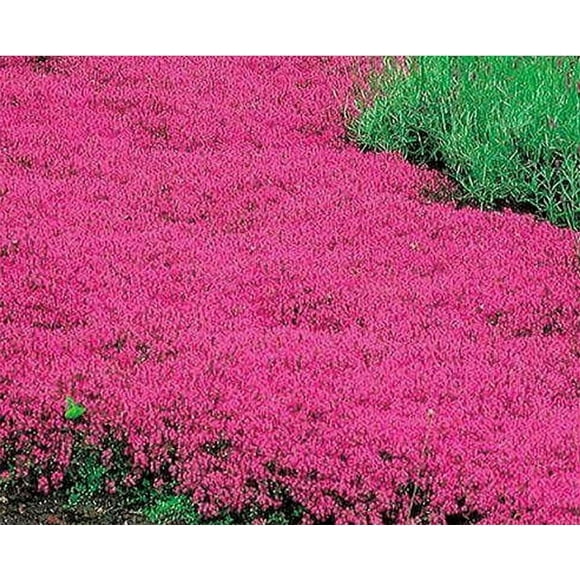 Red Creeping Thyme