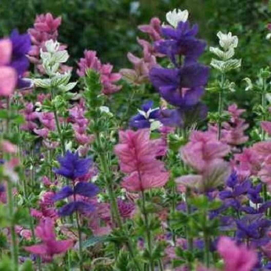 Mother Nature's Seeds 200 Count Clary Sage Pink Sundae Seeds, Non-GMO ...