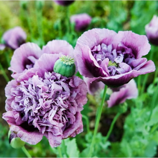 Mother Nature's Seeds 500 Poppy 'Purple Frilly English' Plant Seeds ...