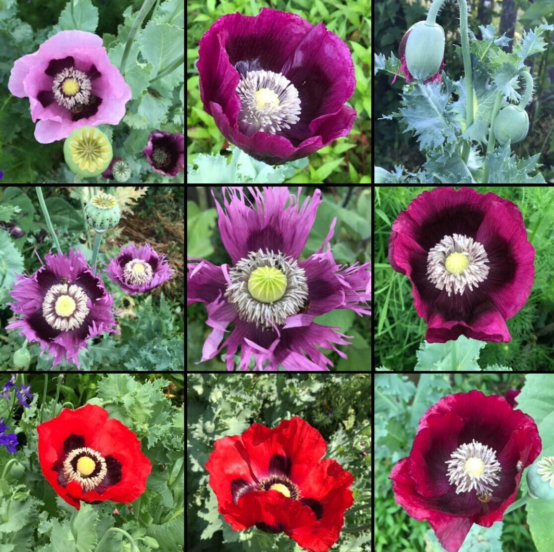 Mother Nature's Seeds BREADSEED MIX 1000 Poppy Plant Seeds, Huge Pods ...