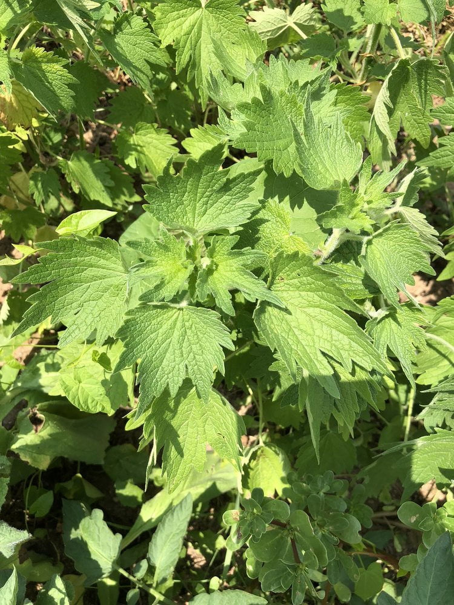 Motherwort Seeds (Leonurus cardiaca) 100 Seeds (0.1 grams) - Walmart.com