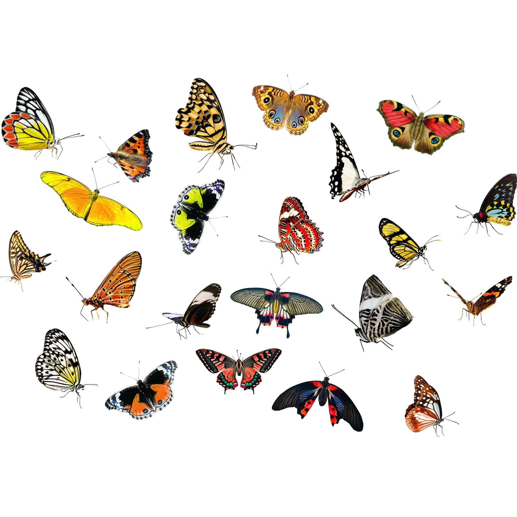 Moths Butterflies Insects Collage Photo Extra Large XL Wall Art Poster ...
