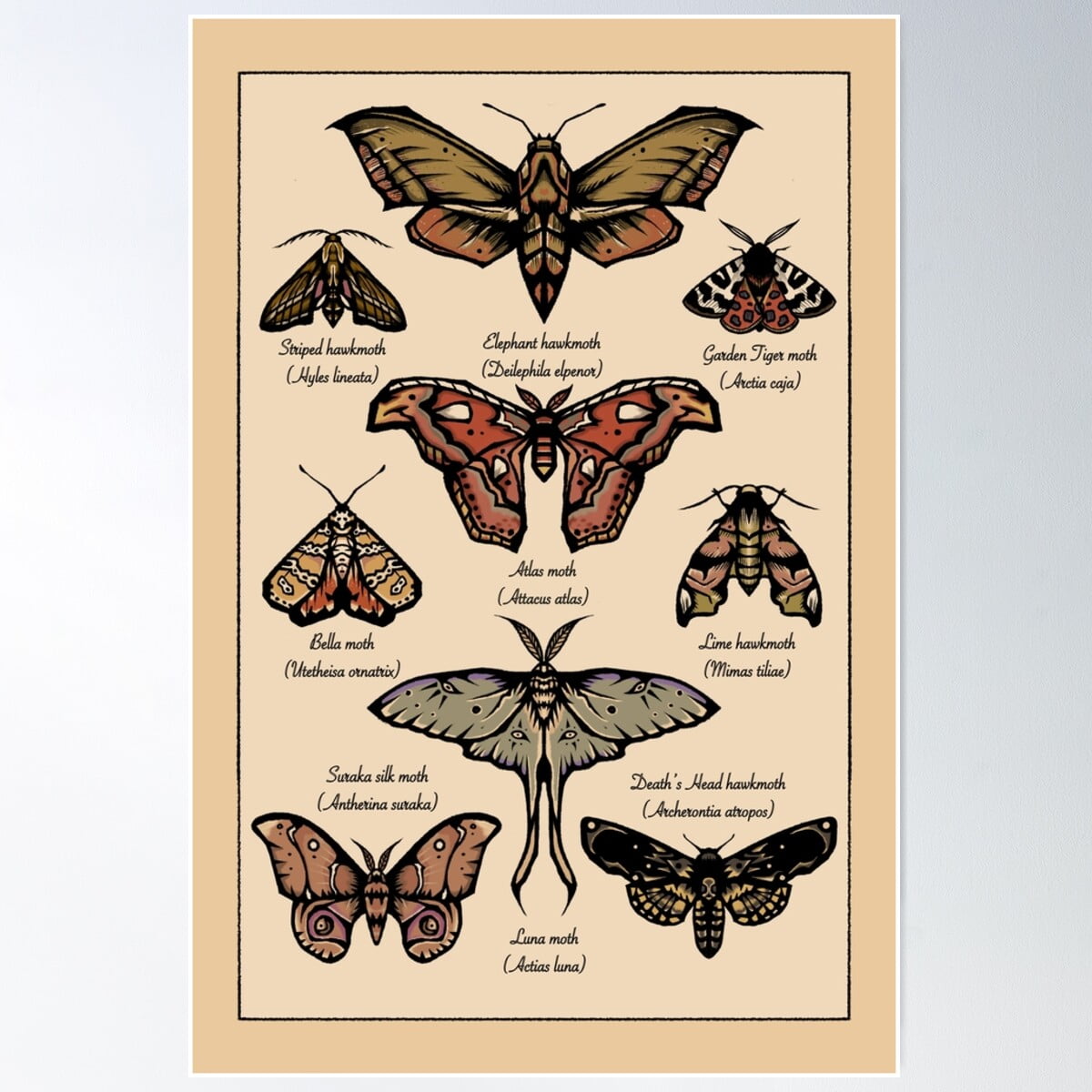 Moths Of The World Poster Wall Art, Modern Wall Decor For Living Room ...