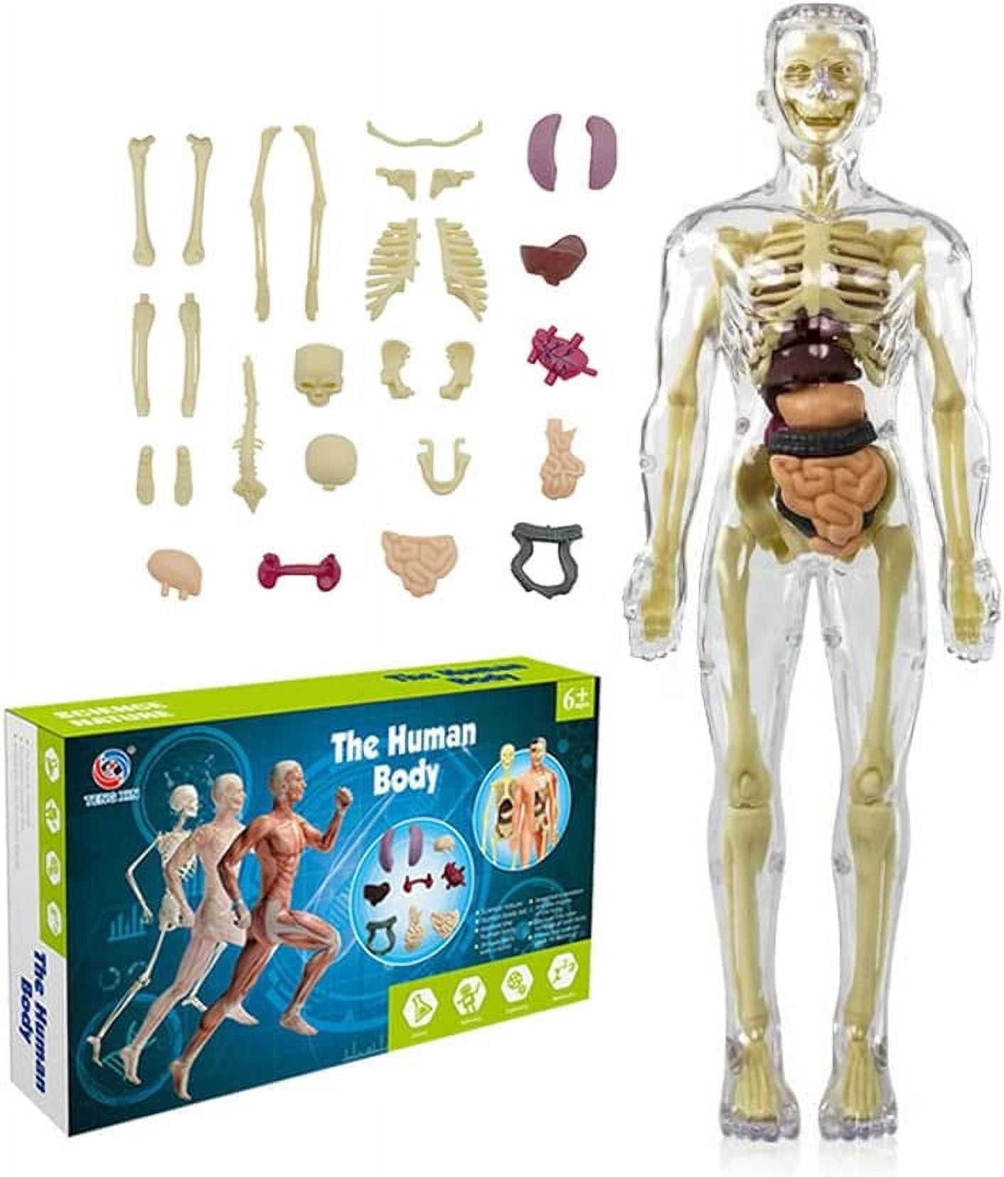 Mouind Fully Transparent Diy Assembled Organ Model Children Learning ...